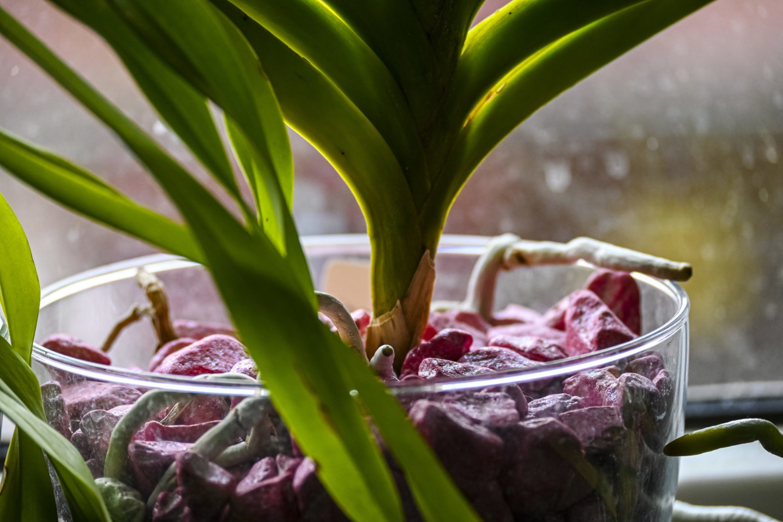 Colomi - Orchideenhobby.de