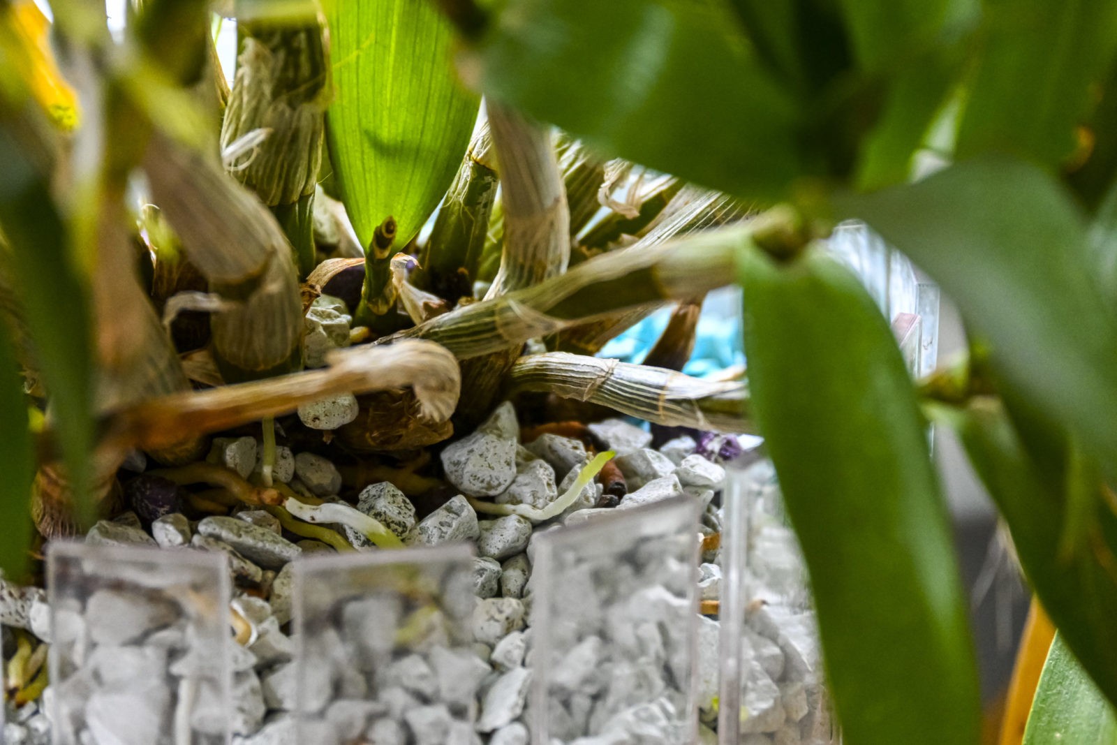 Colomi - Orchideenhobby.de