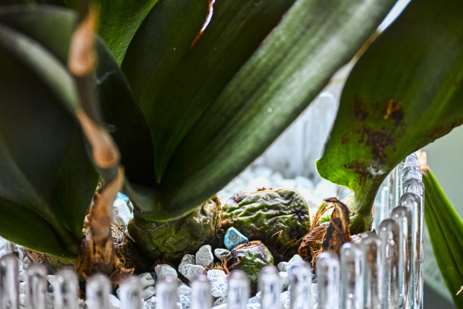 Colomi - Orchideenhobby.de