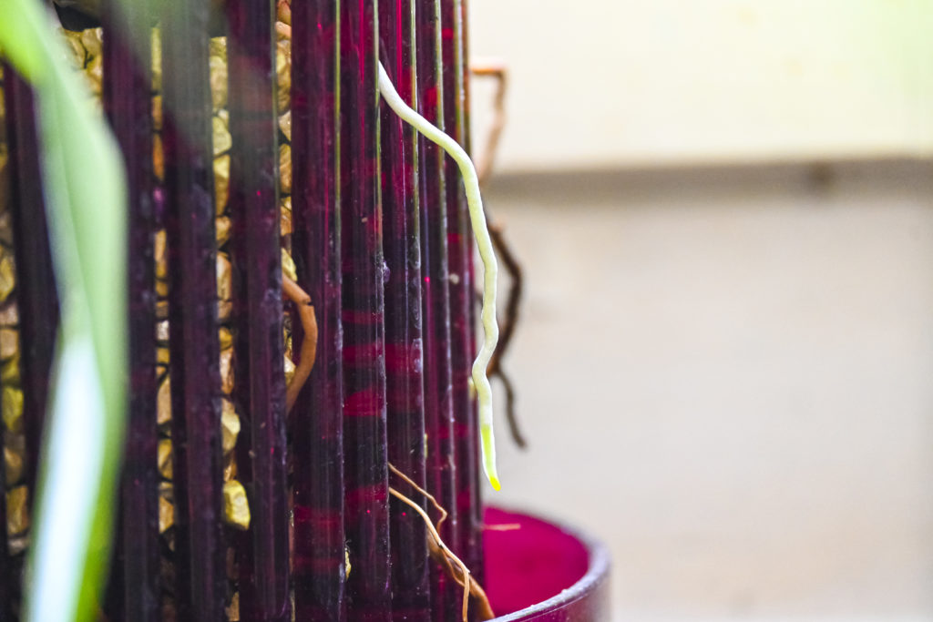 Düngen In Colomi - Orchideenhobby.de