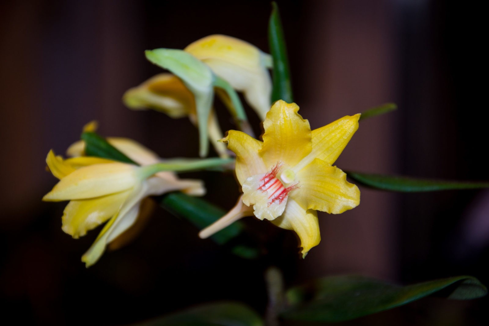 Dendrobium lowii – Pflege der gelben Borneo-Orchidee – Orchideenhobby.de
