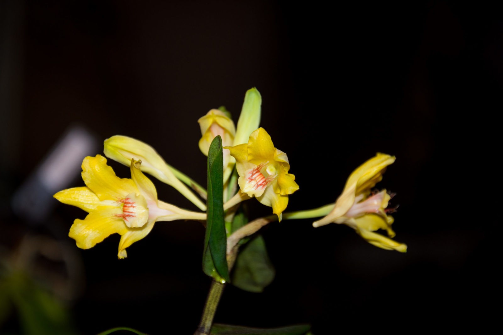 Dendrobium lowii – Pflege der gelben Borneo-Orchidee – Orchideenhobby.de