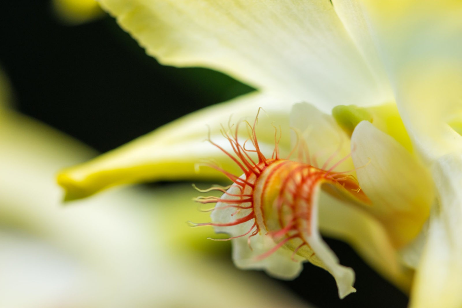 Dendrobium lowii – Pflege der gelben Borneo-Orchidee – Orchideenhobby.de