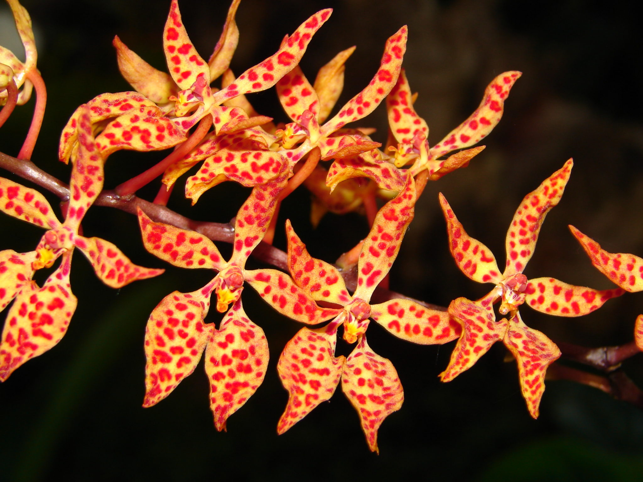 Renanthera Monachica - Www.Orchideenhobby.de