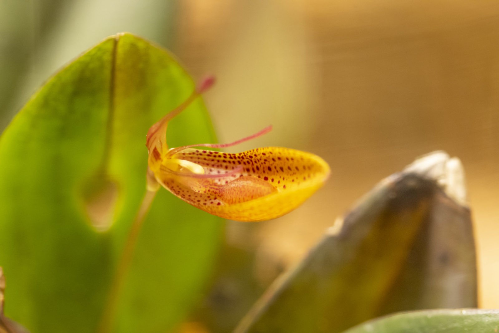 Restrepia - Orchideenhobby.de