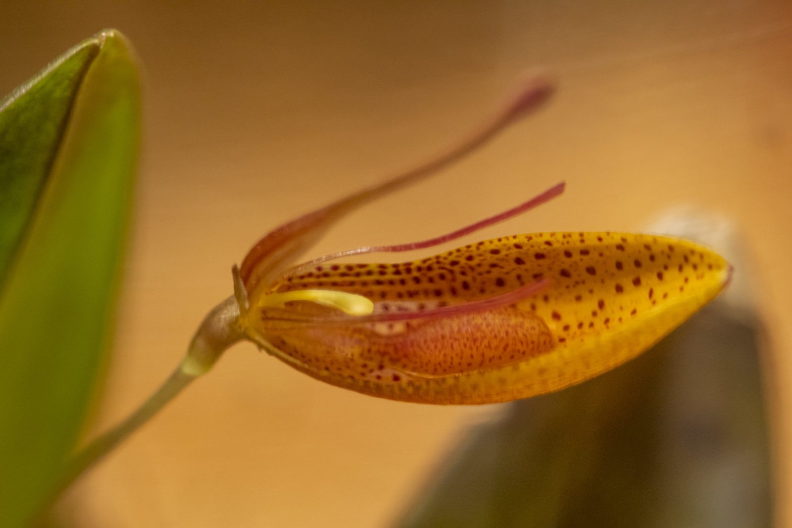 Restrepia - Orchideenhobby.de