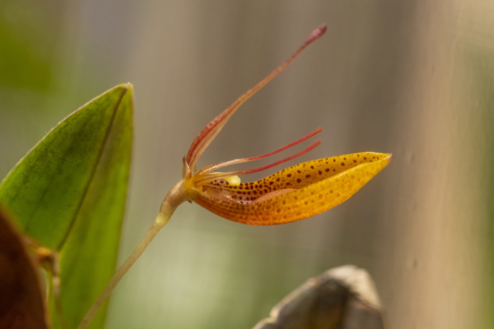Restrepia - Orchideenhobby.de