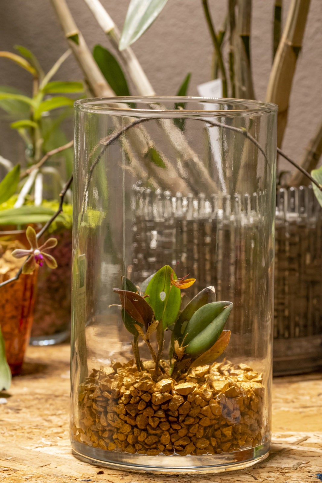 Restrepia - Orchideenhobby.de