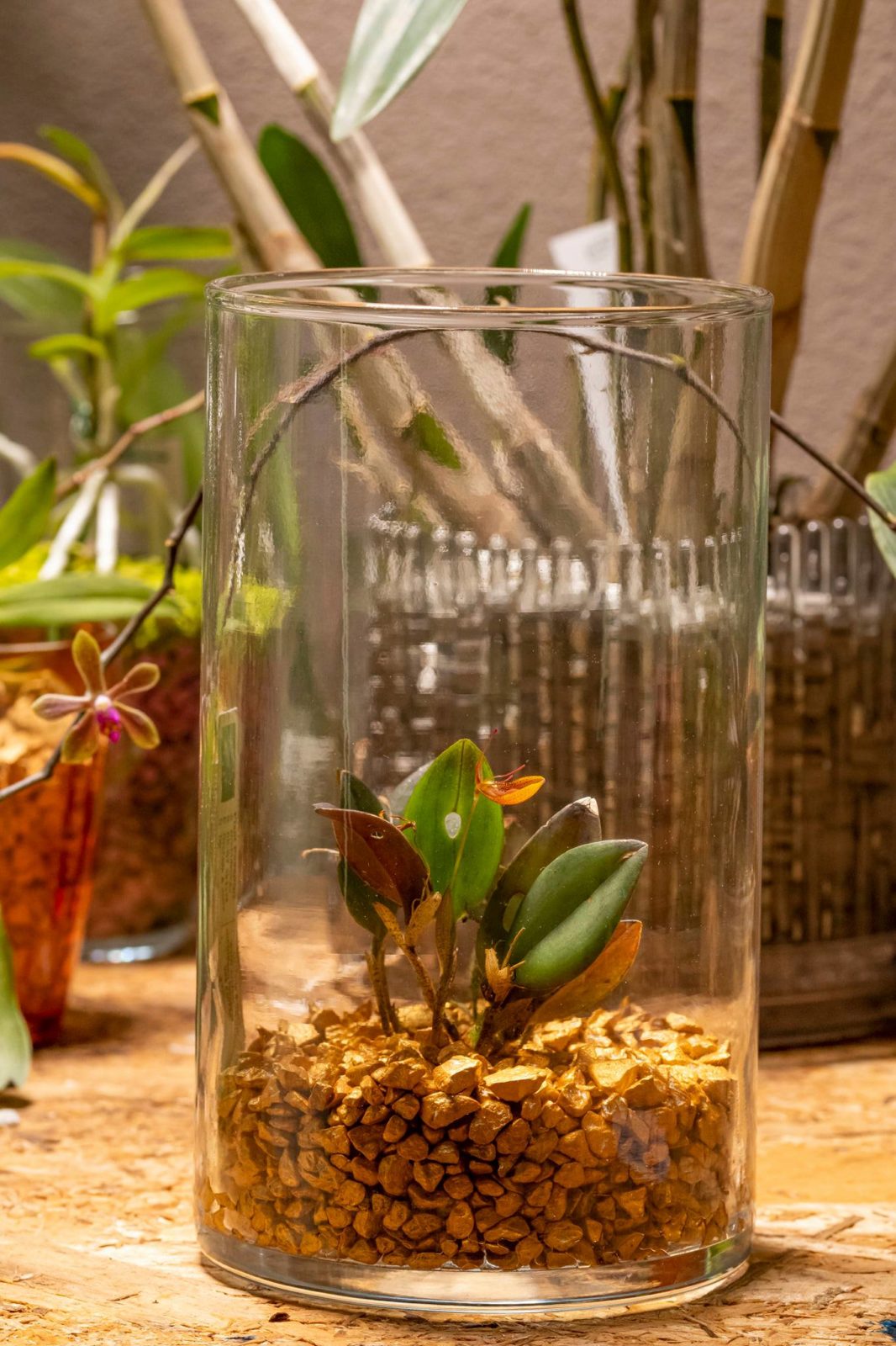 Restrepia Mohrii - Orchideenhobby.de