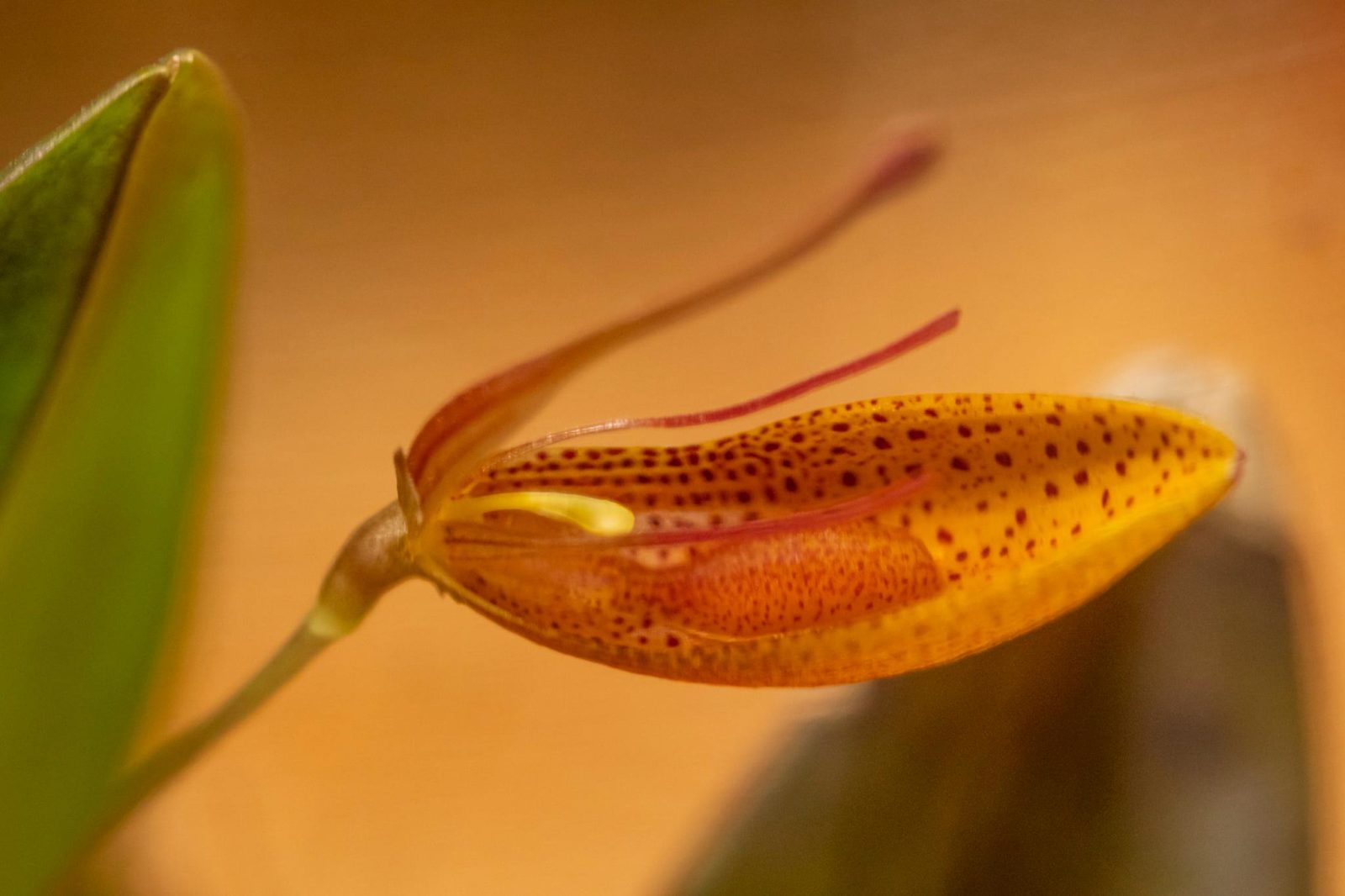Restrepia mohrii Pflege: Miniatur-Orchidee in Colomi – Orchideenhobby.de