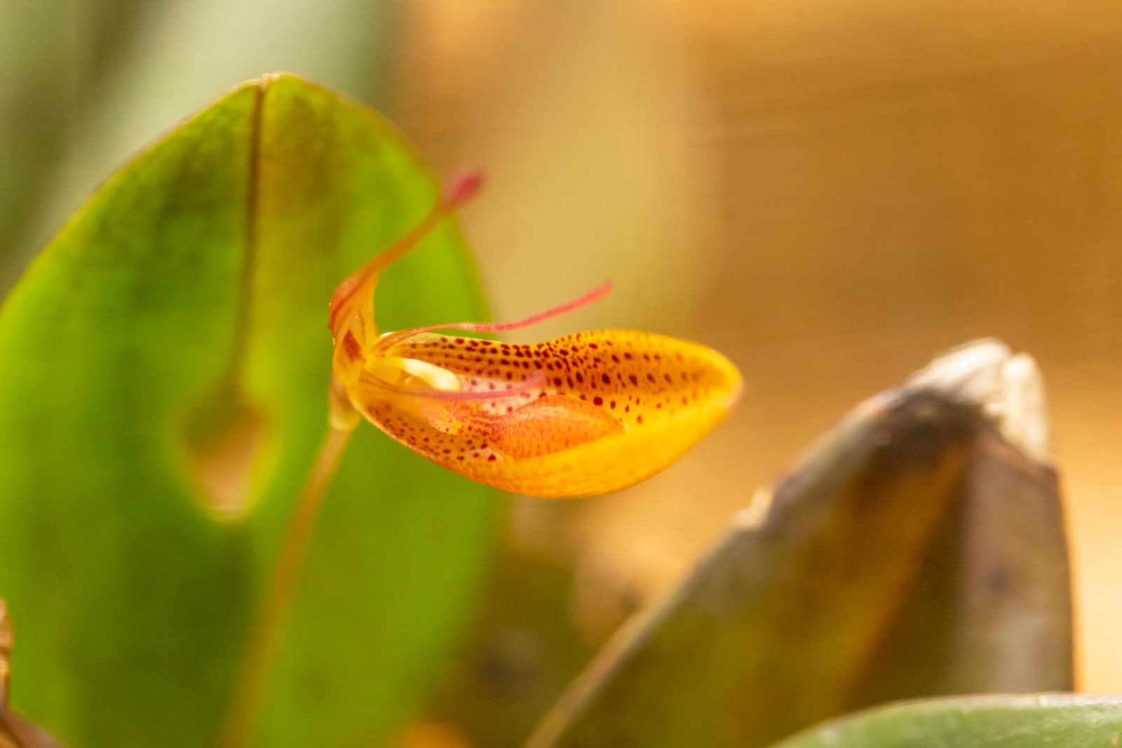 Restrepia Mohrii - Orchideenhobby.de