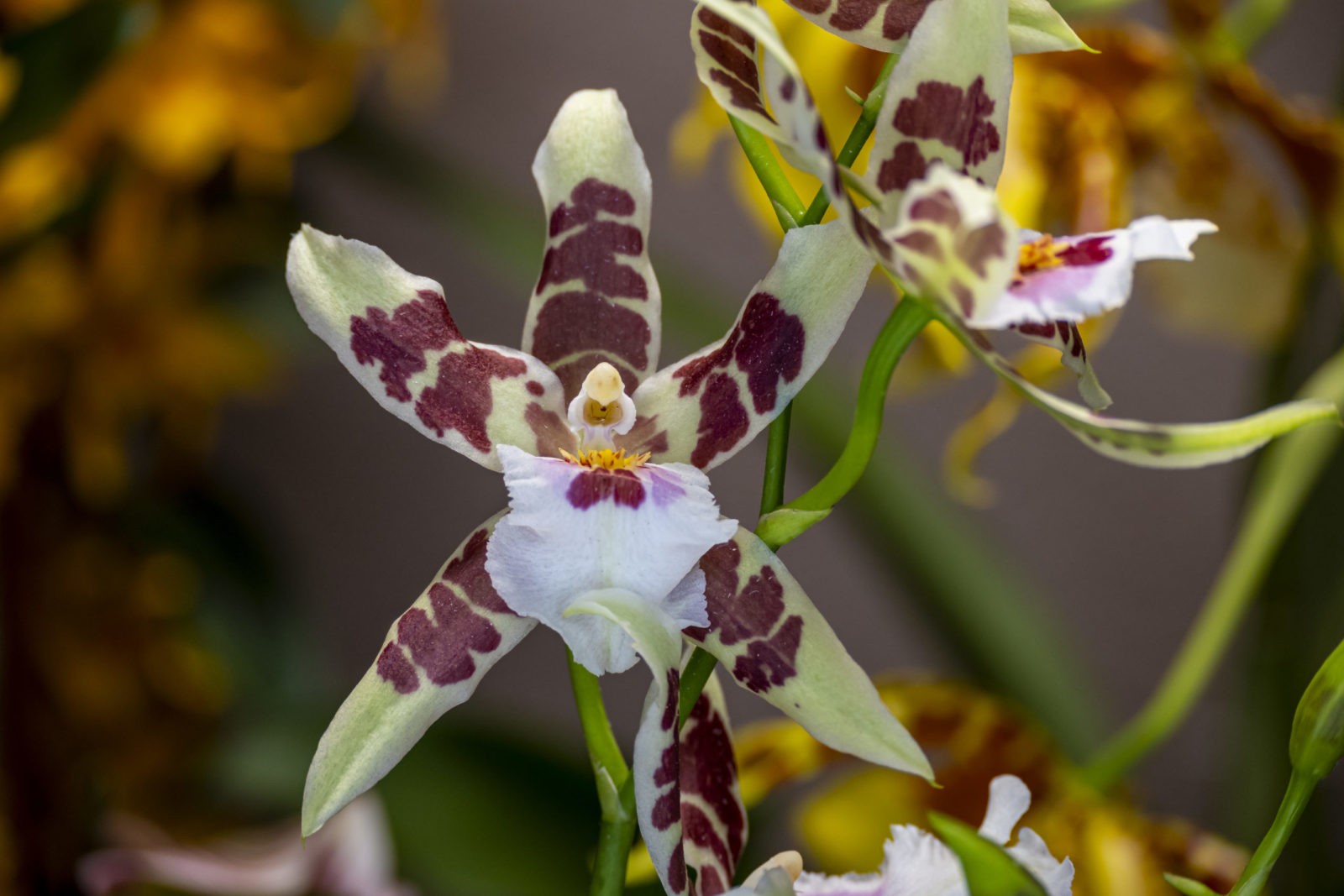 Aliceara Renaissance ‚White‘ – Pflegeleichte Orchidee – Orchideenhobby.de