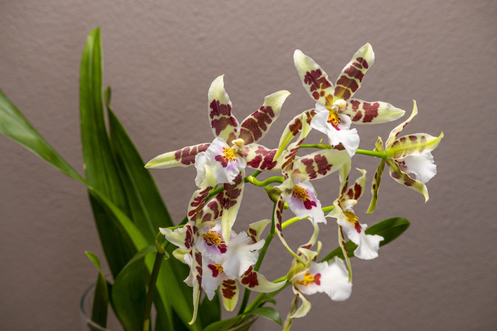 Aliceara Renaissance 'White' - Orchideenhobby.de