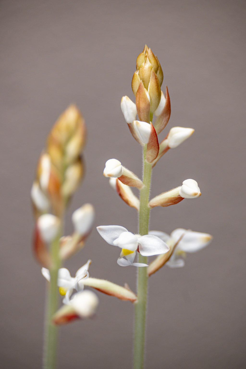 Juwelorchidee Ludisia Discolor - Pflege & Standort-Tipps ...