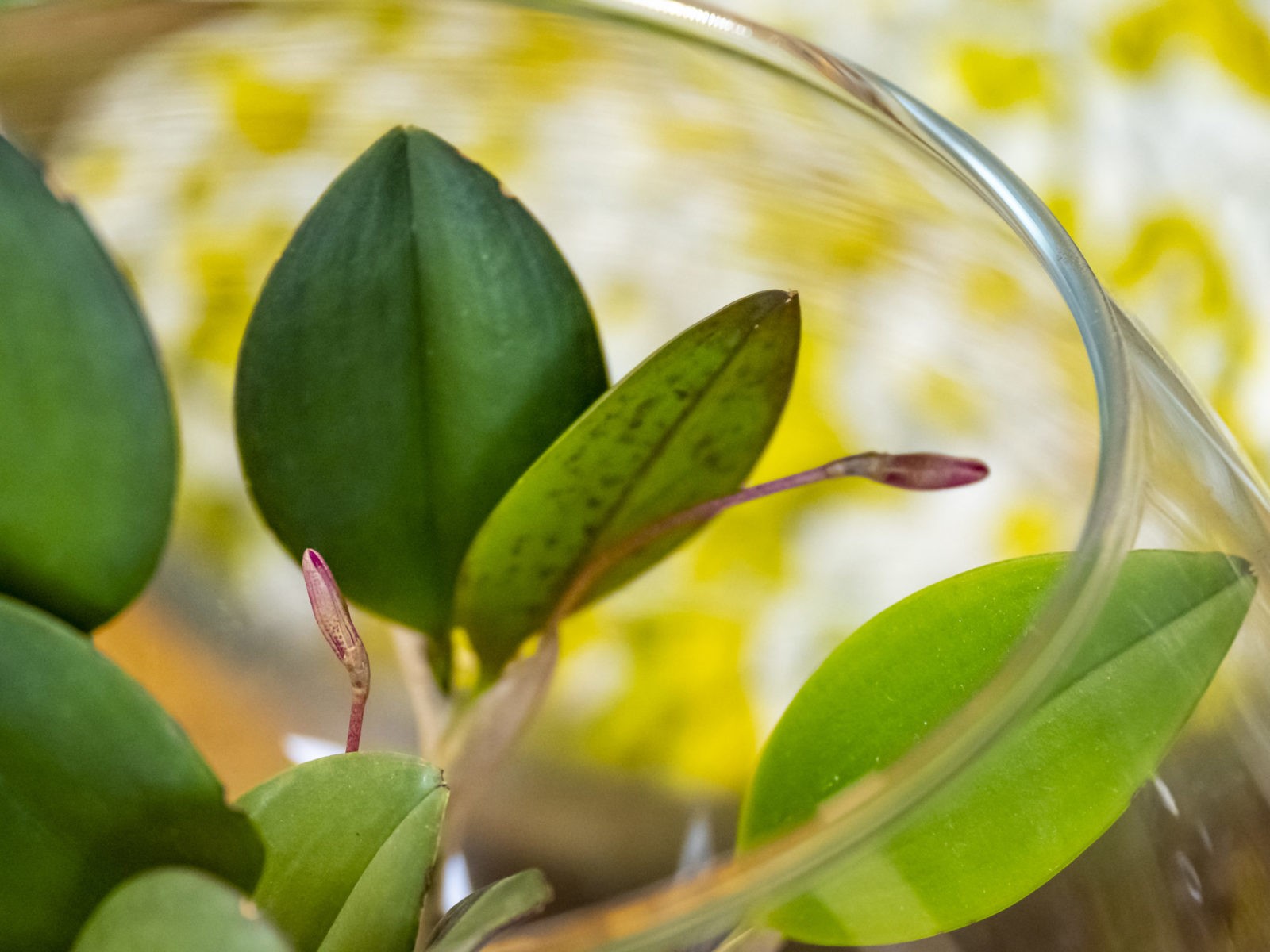 Restrepia Elegans - Orchideenhobby.de