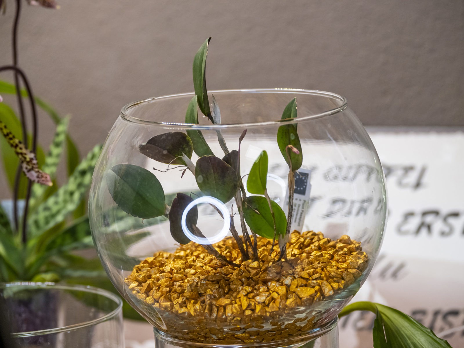 Restrepia Elegans - Orchideenhobby.de