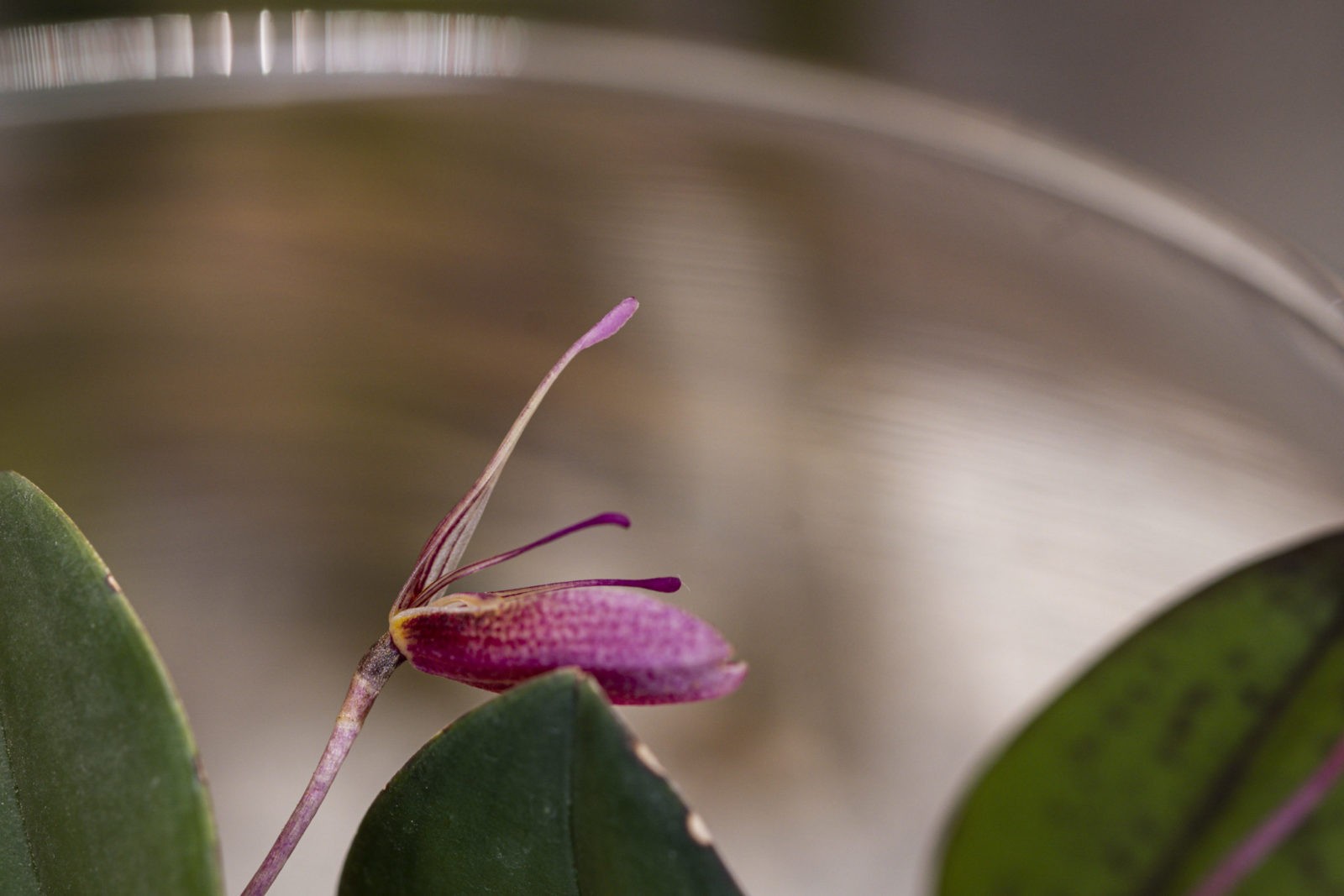 Restrepia Elegans - Orchideenhobby.de