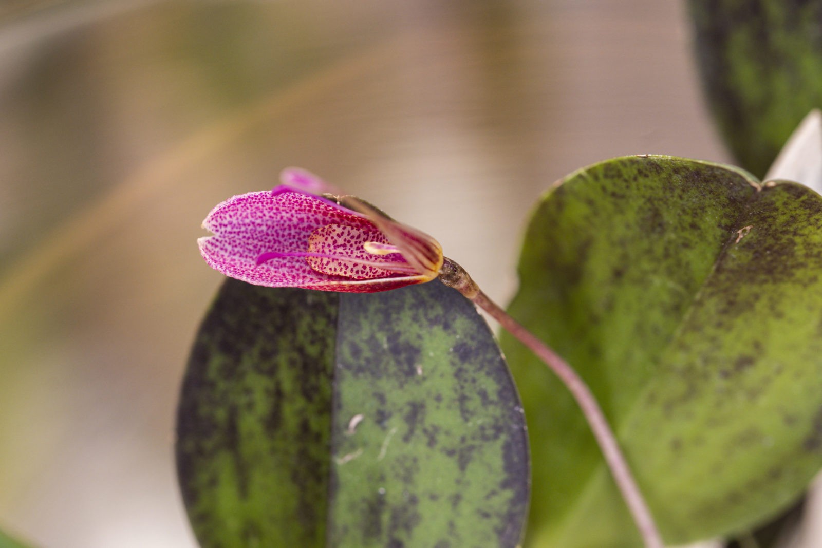 Restrepia Elegans - Orchideenhobby.de