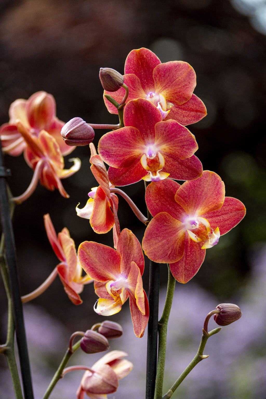 Orchideenhobby.de - Die Faszinierende Welt Der Orchideen