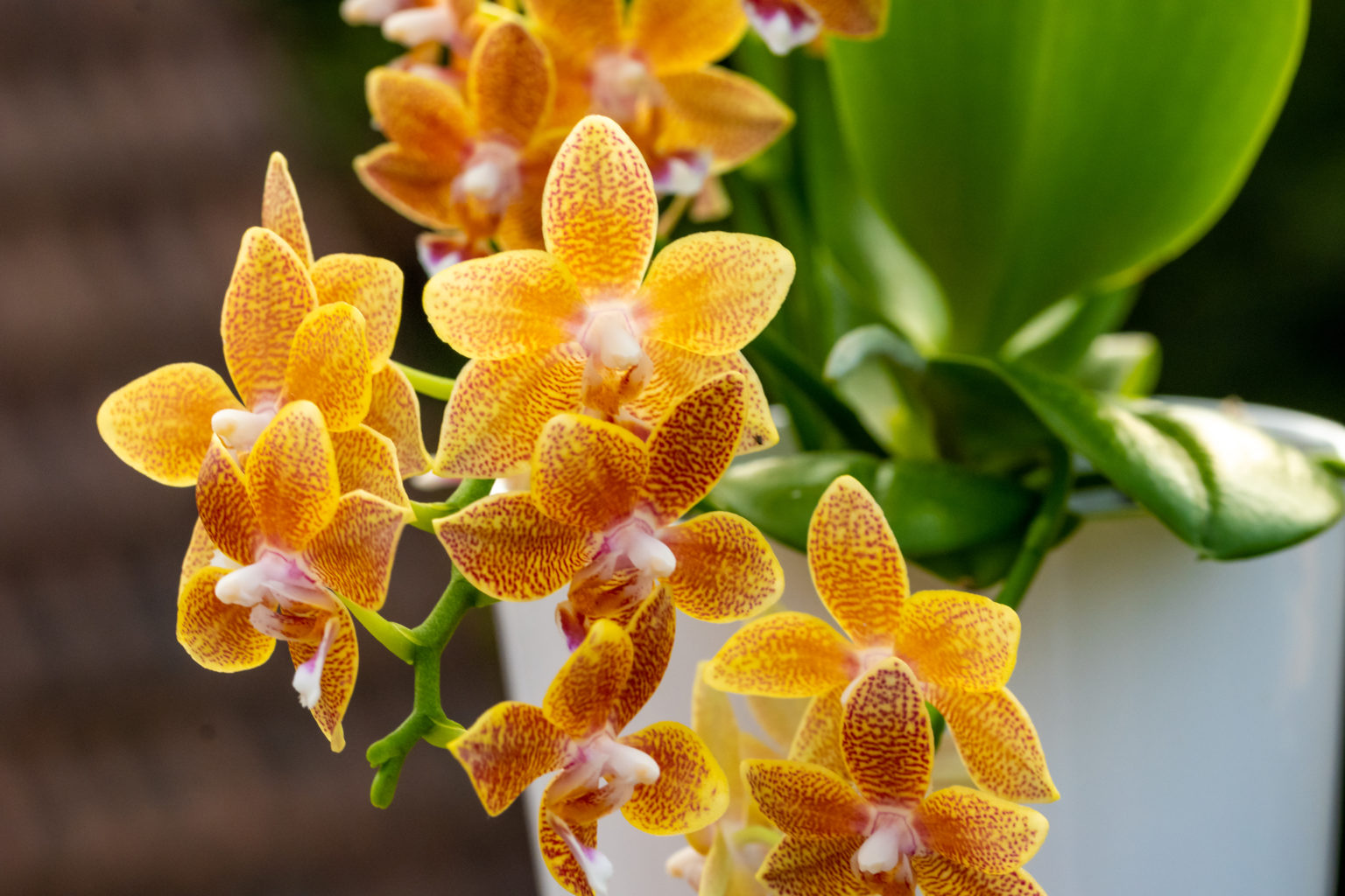Doritaenopsis Table Masterpiece: Gelb-orange Duftorchidee ...