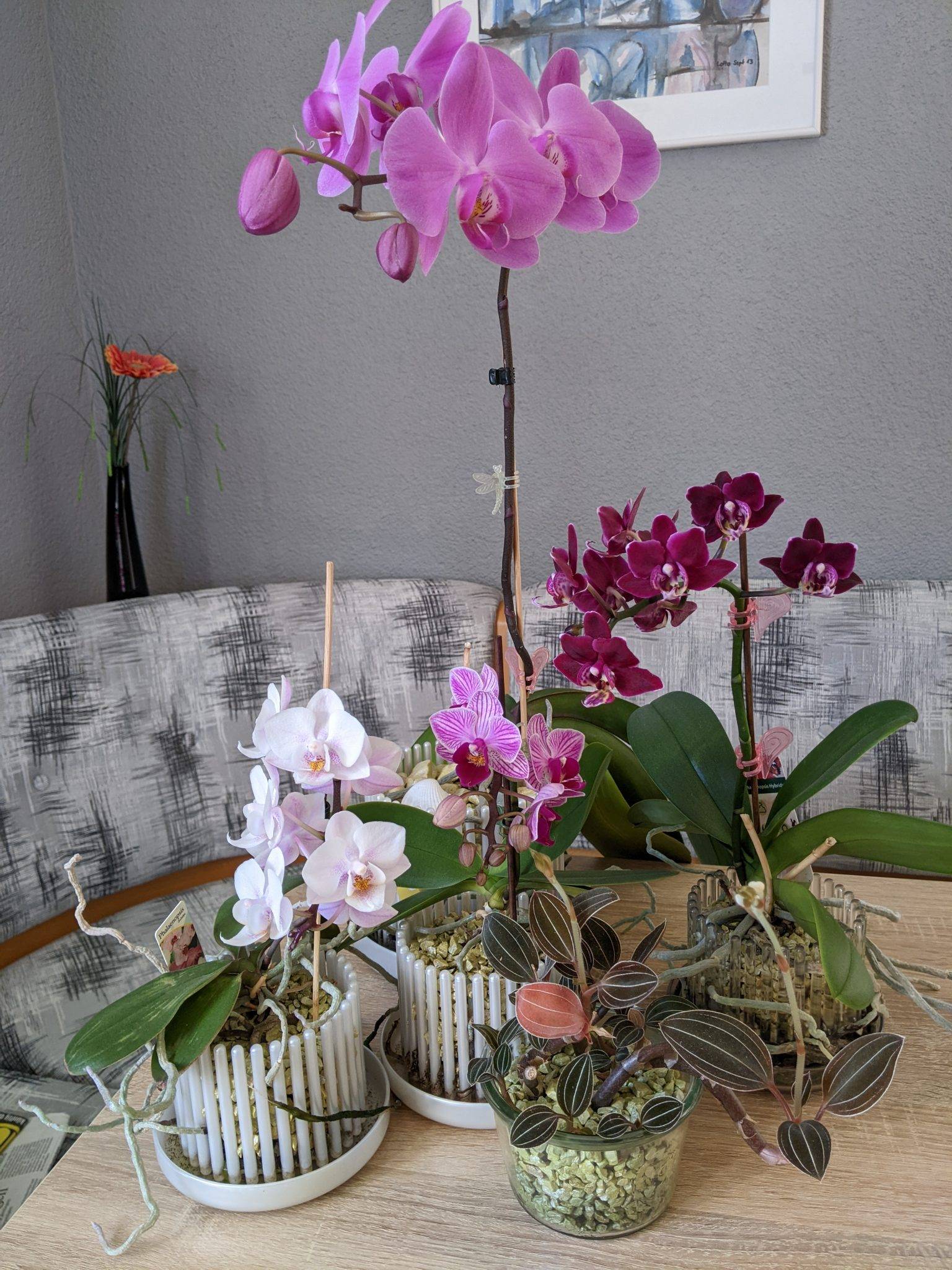 Orchideen FAQ - Orchideenhobby.de